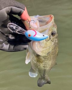 Bandit Lures Website: Premium Fishing Lures for Serious Anglers