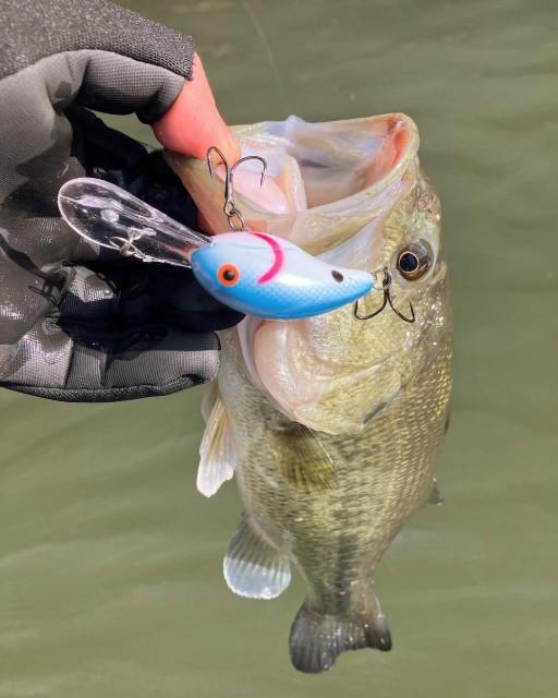 Bandit Lures Website: Premium Fishing Lures for Serious Anglers